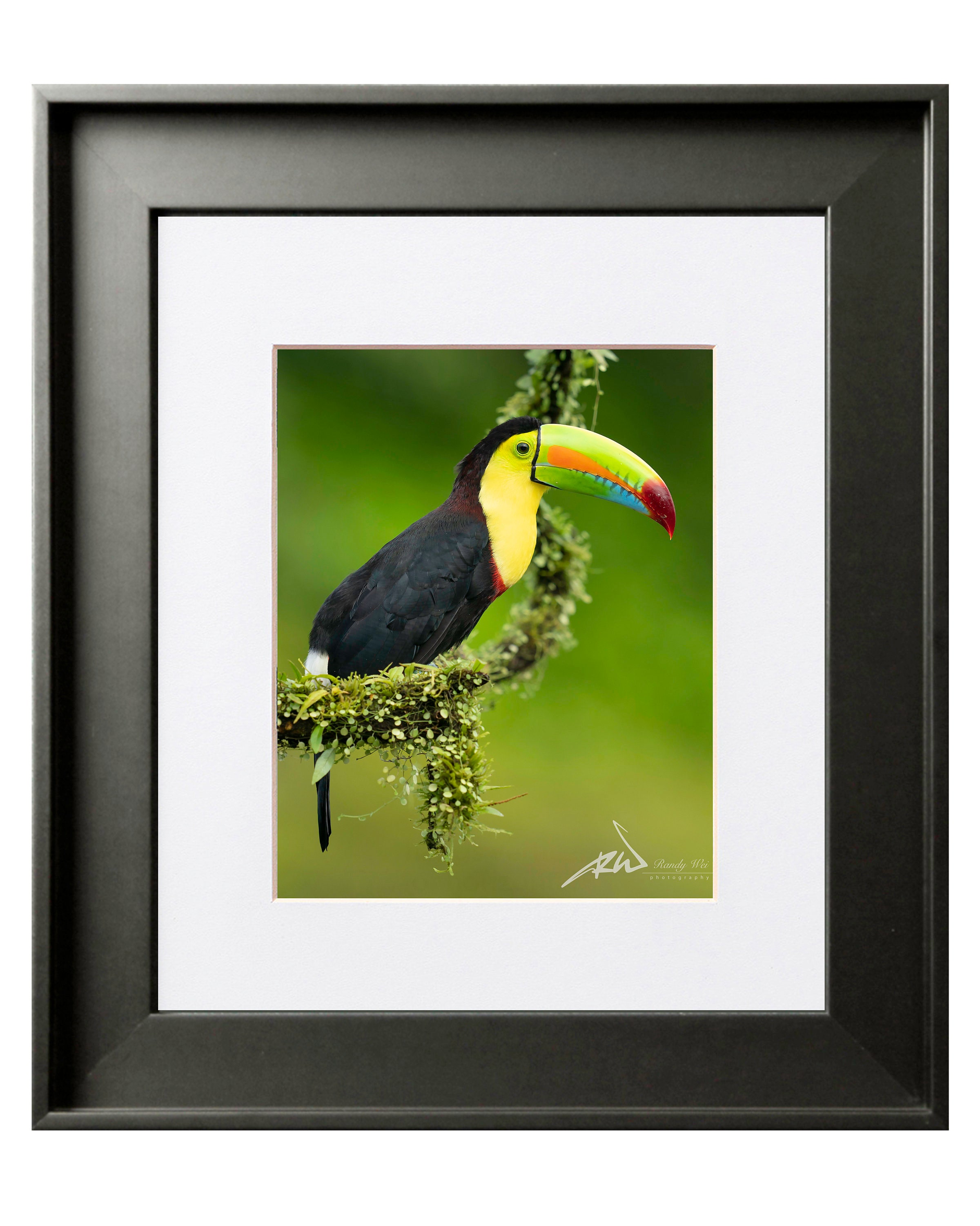 Keel Billed Toucan - Etsy