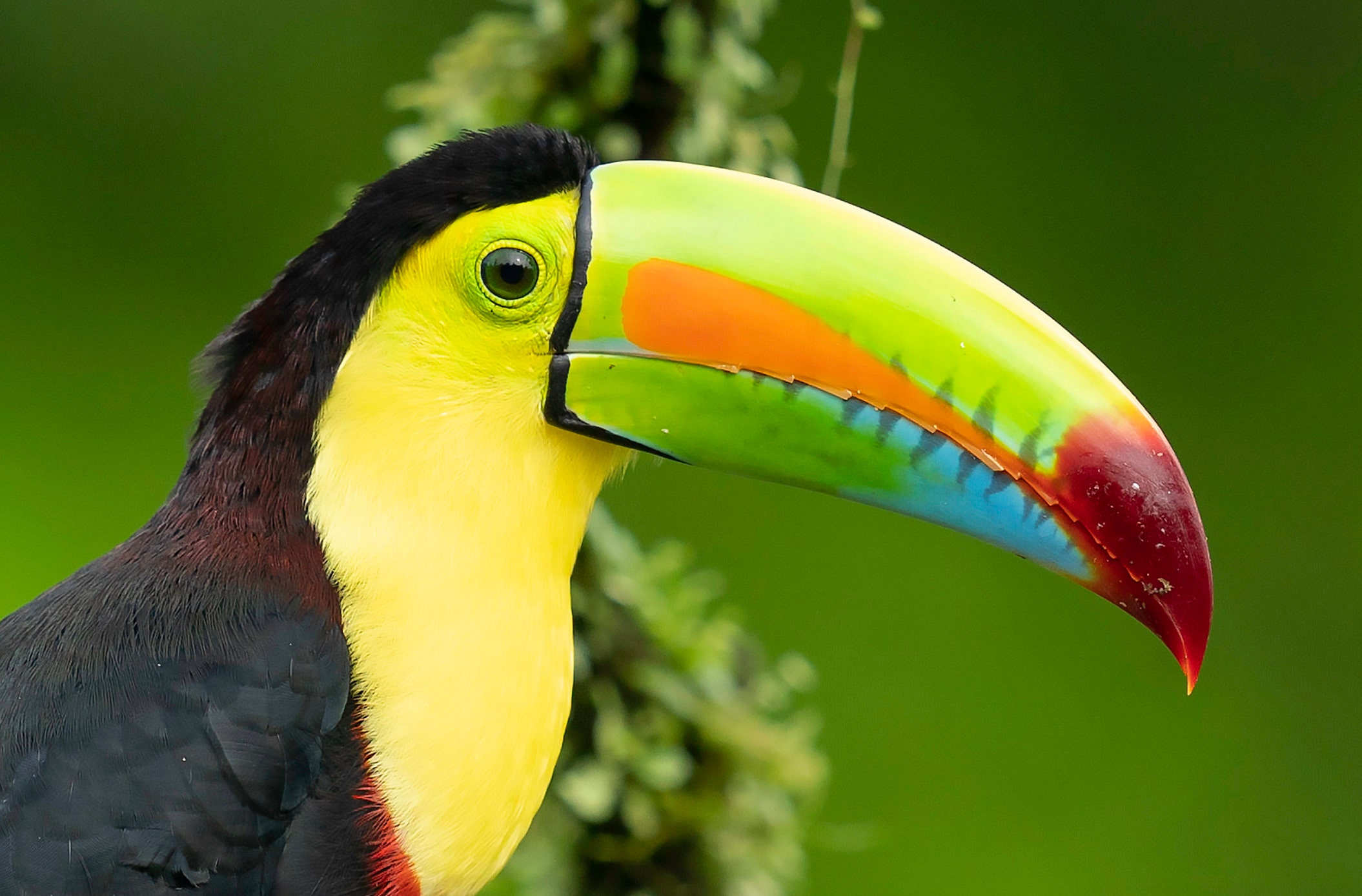 Keel Billed Toucan - Etsy