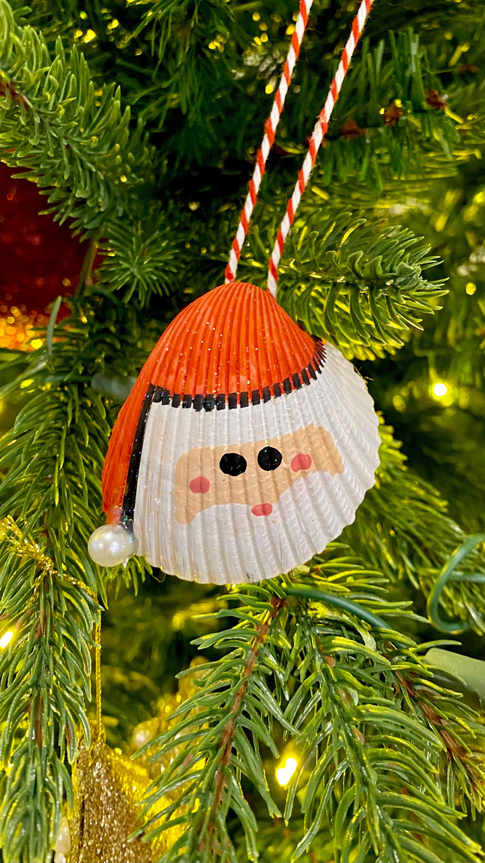 Santa Face Shell From Siesta Key - Etsy