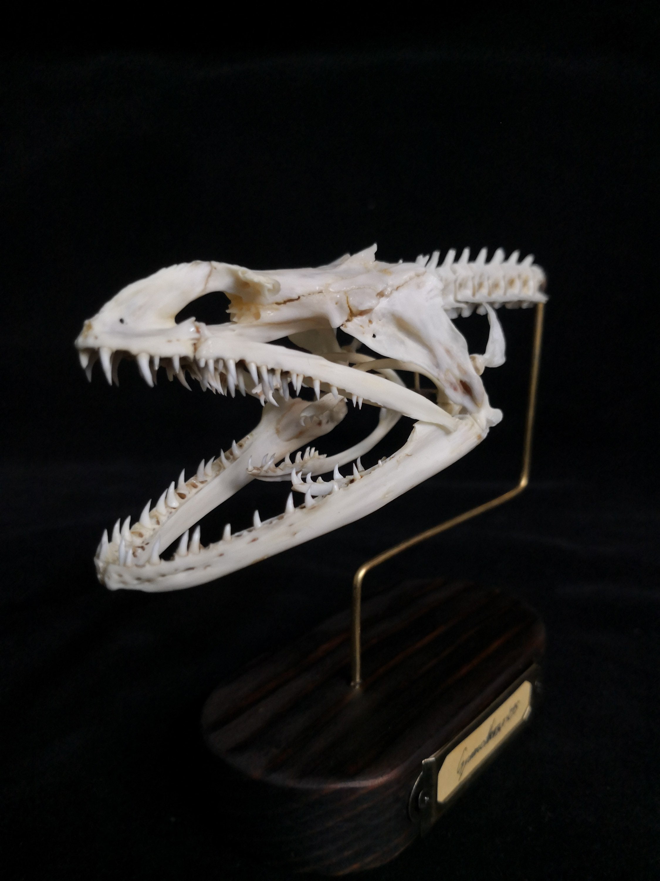 Electric Eel Skeleton