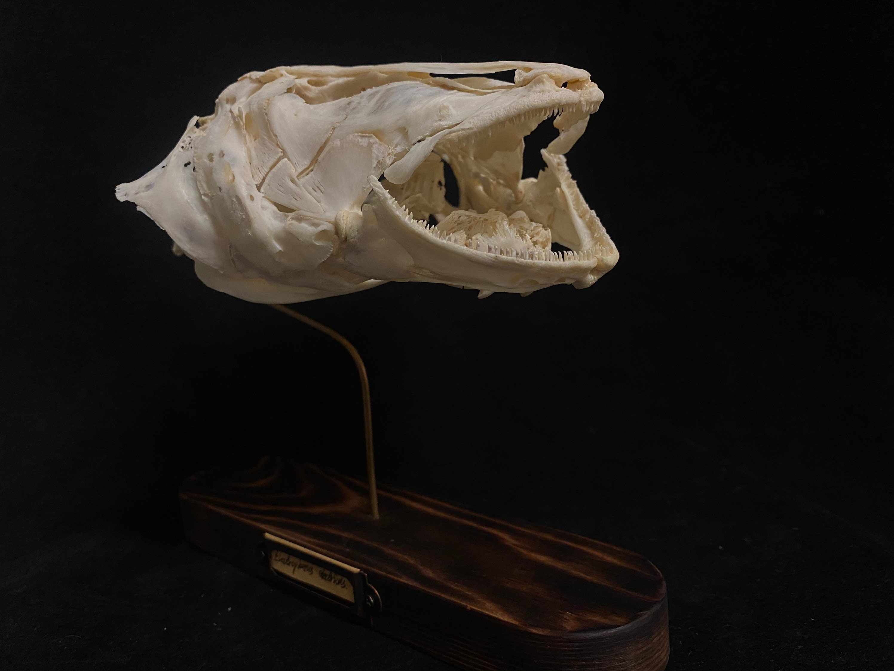 Electric Eel Fish Taxidermyreal Fish Head Collection,retro Style Stand ...
