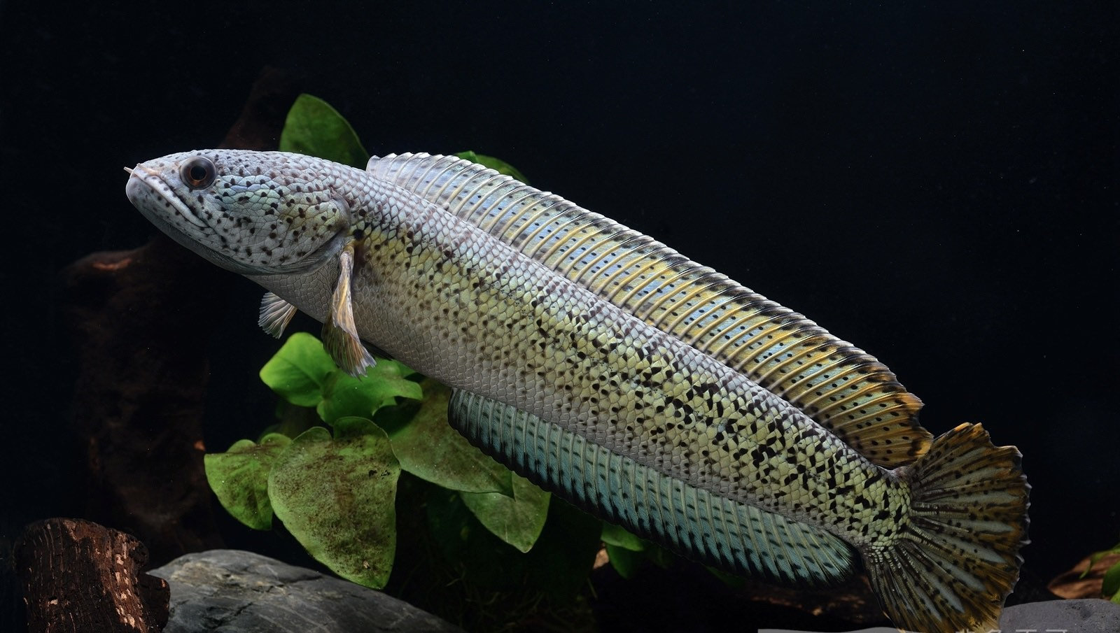 Snakehead Fish Skeleton,real Fish Head Skull,fish Skeleton,museum ...