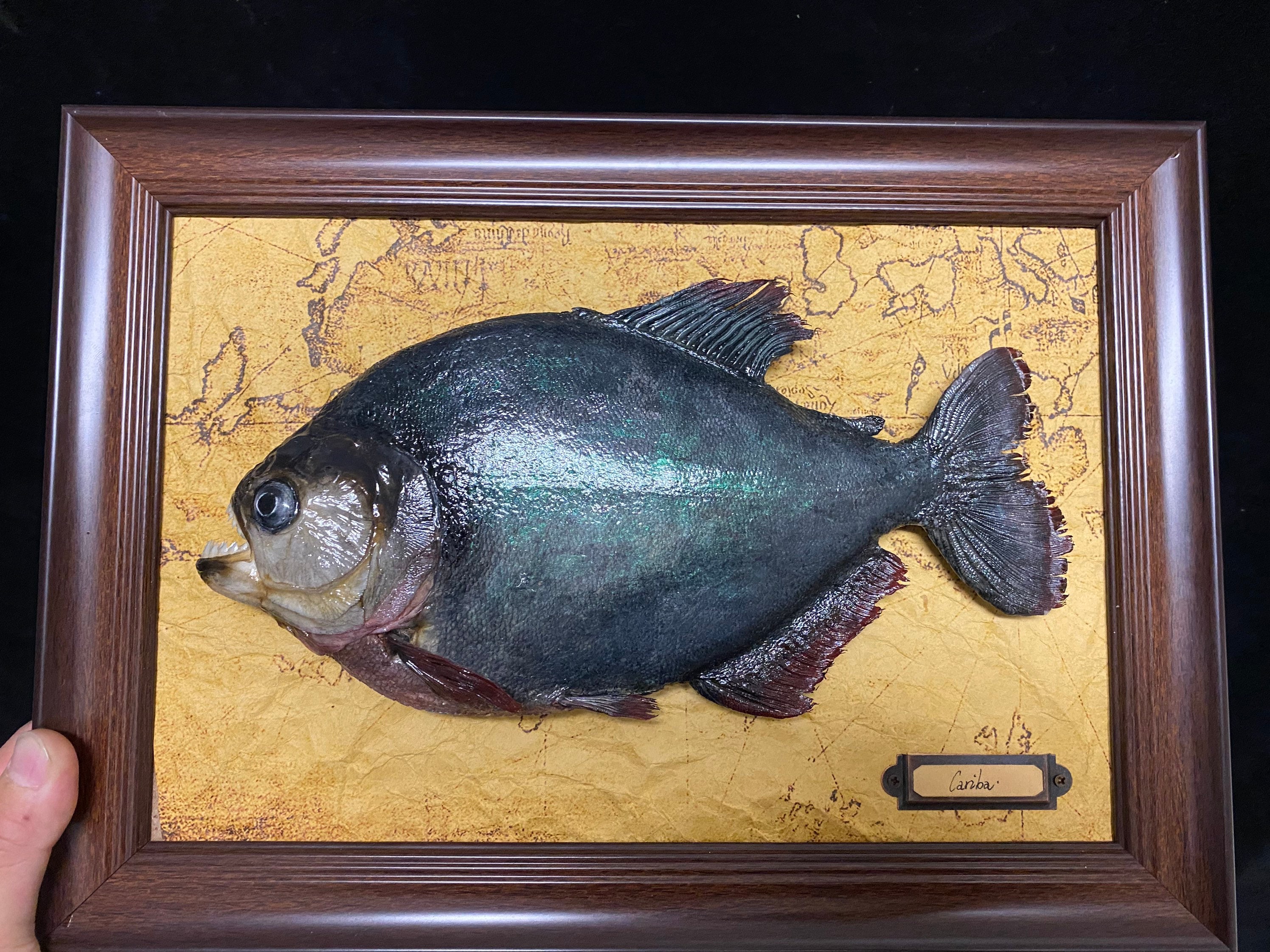 Skin Mount Piranha Taxidermy，real Fish Head Collection,retro Style ...