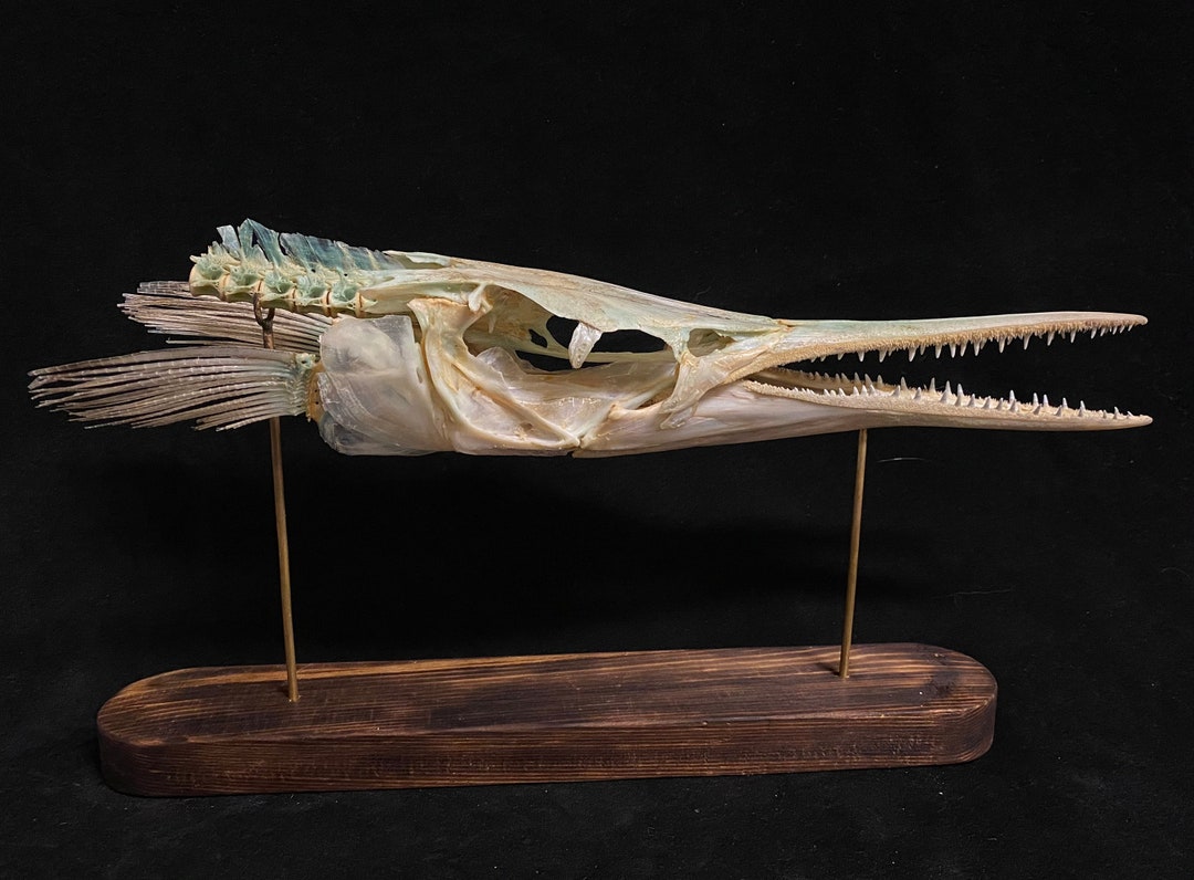 Needle Fish Head Nautical Specimen Collection,retro Style Stand home ...