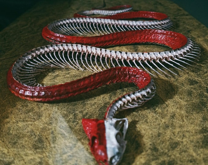 Snakehead Fish Skeleton,real Fish Head Skull,fish Skeleton,museum ...