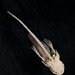 Snakehead Fish Skeleton,real Fish Head Skull,fish Skeleton,museum ...