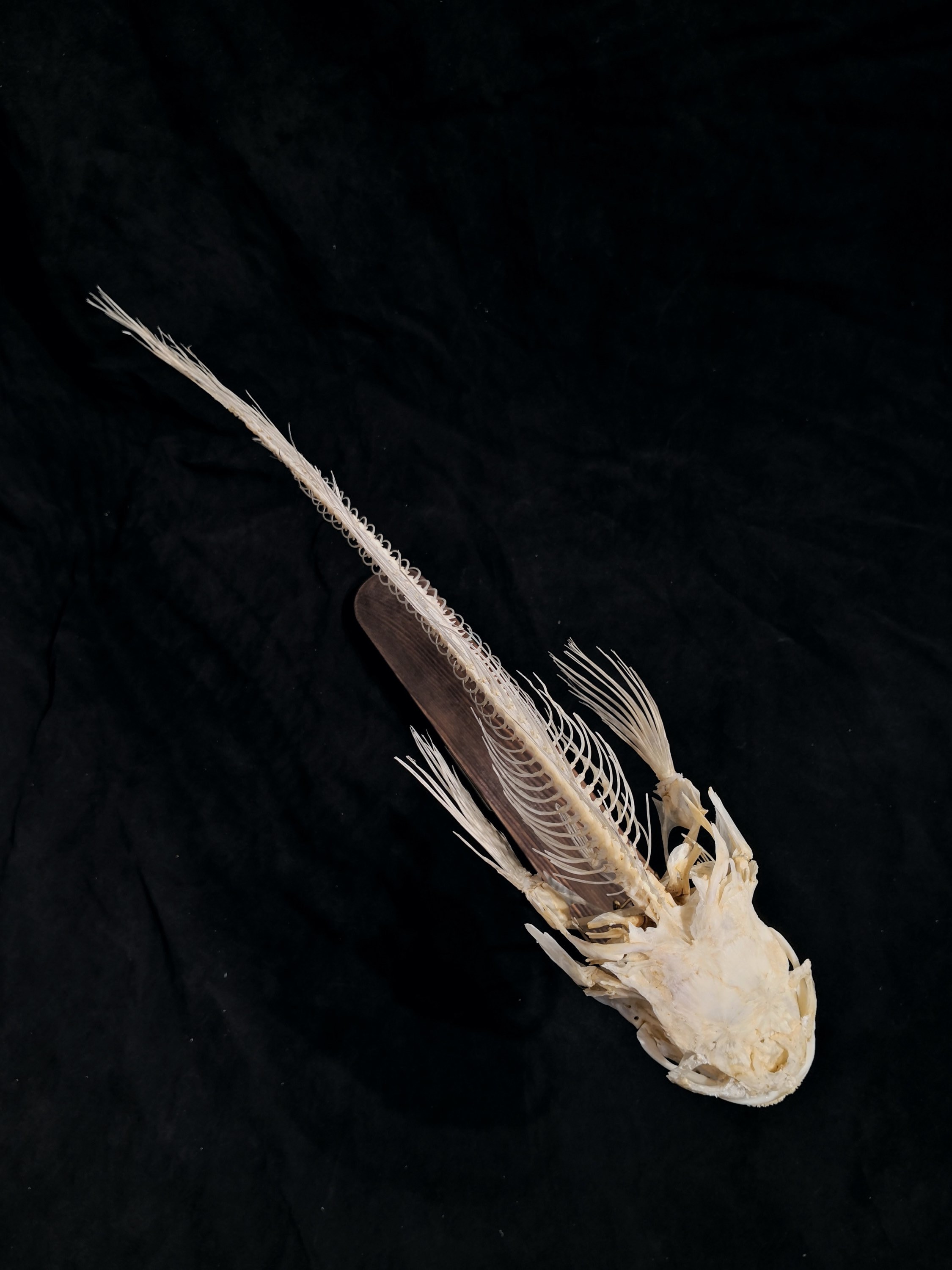 Snakehead Fish Skeleton,real Fish Head Skull,fish Skeleton,museum ...