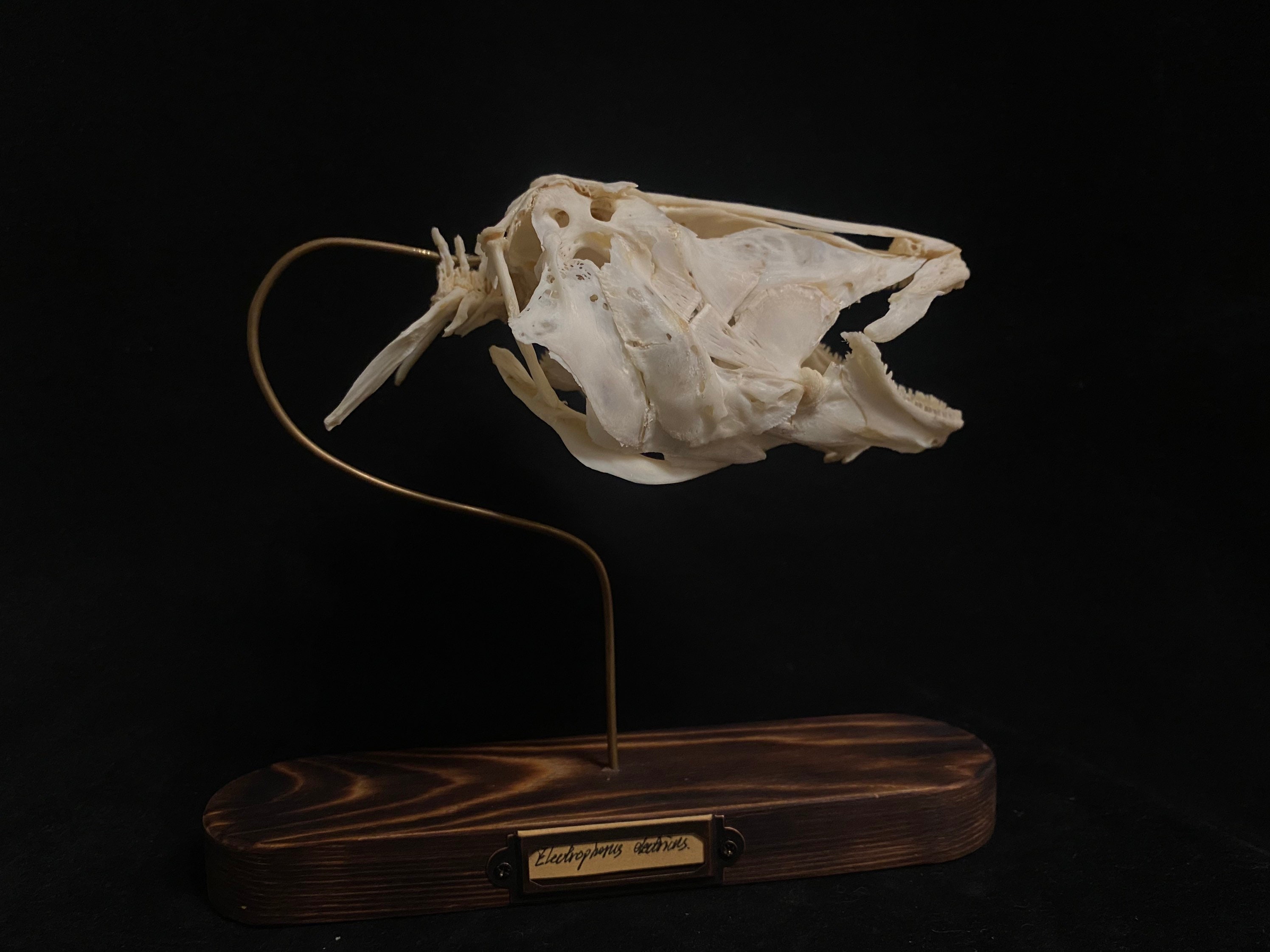 Electric Eel Fish Taxidermyreal Fish Head Collection,retro Style Stand ...
