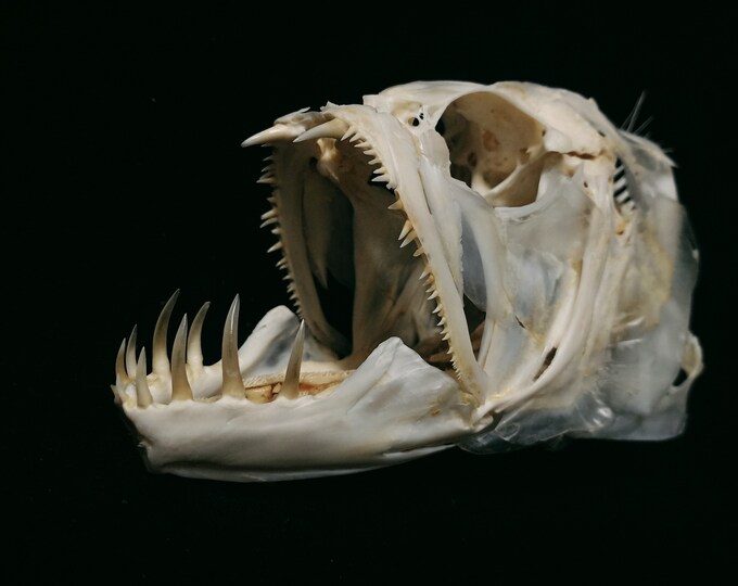 Wolf Fish Head Taxidermy, Real Fish Head Skull,fish Skeleton,museum ...