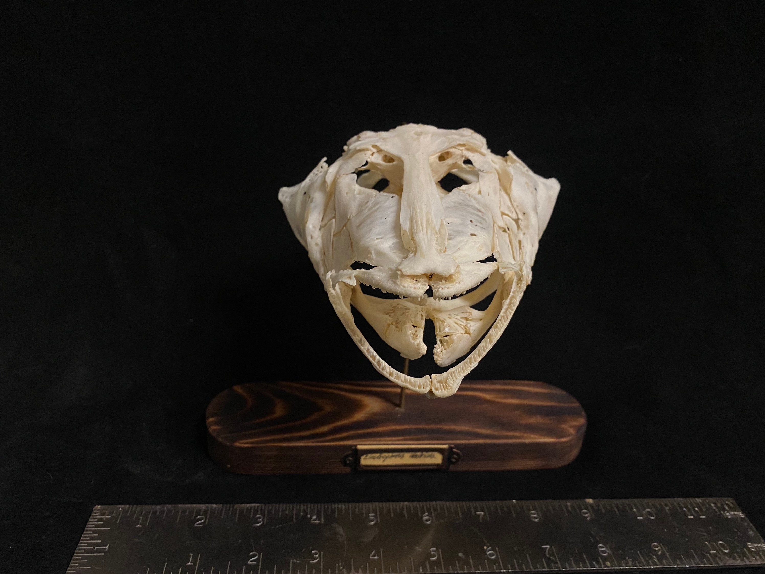 Electric Eel Fish Taxidermyreal Fish Head Collection,retro Style Stand ...