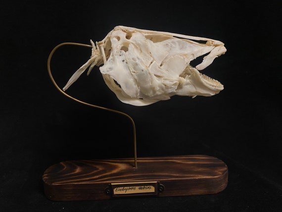 Electric Eel Skeleton Electric Eel Wikiwand