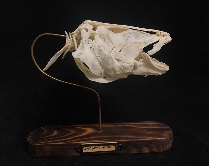 Snakehead Fish Skeleton,real Fish Head Skull,fish Skeleton,museum ...