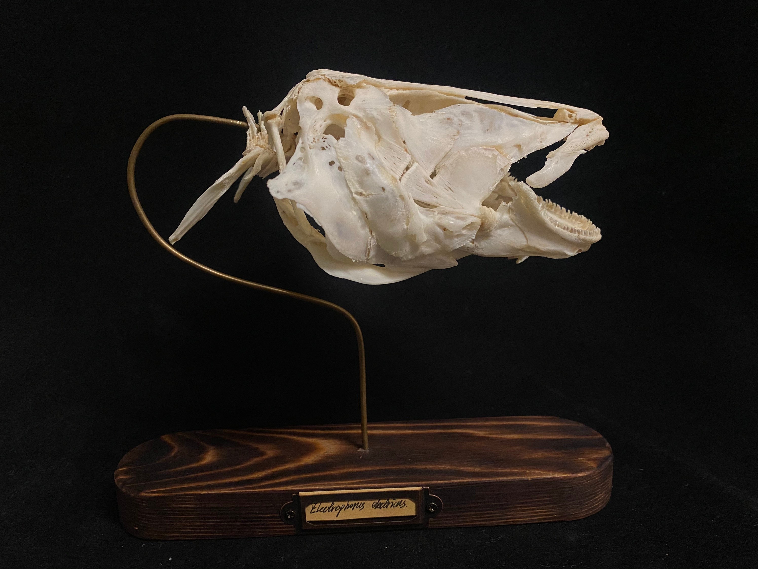 Electric Eel Fish Taxidermyreal Fish Head Collection,retro Style Stand ...
