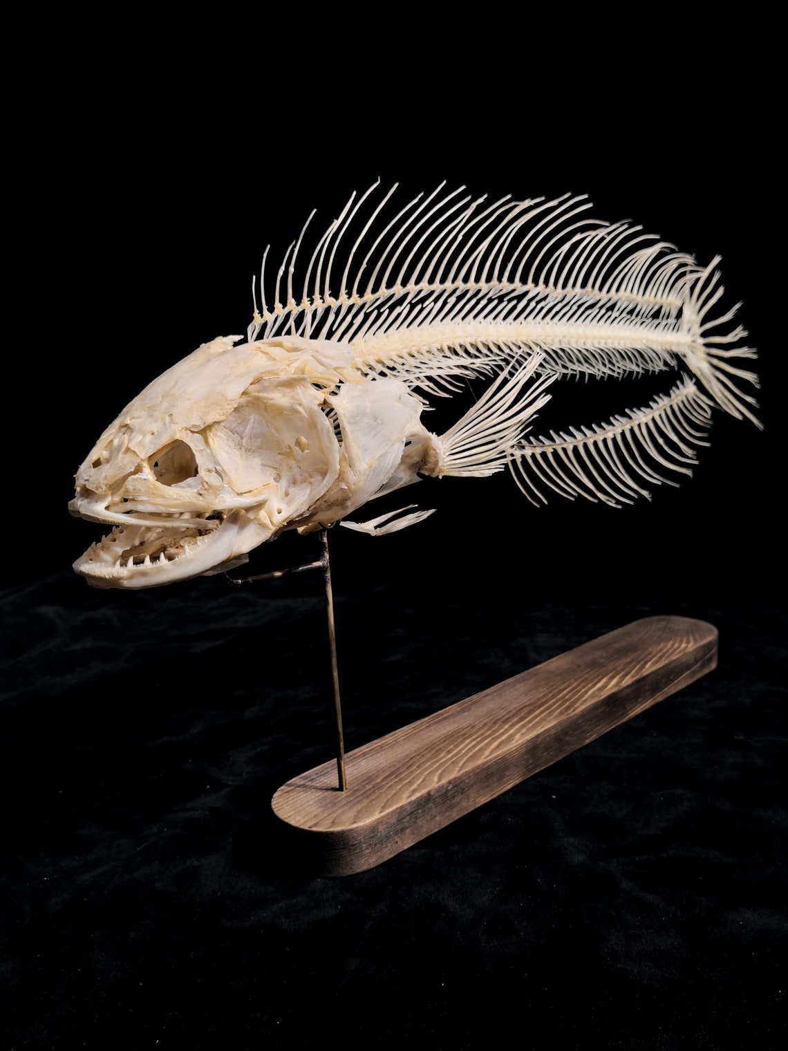 Snakehead Fish Skeleton,real Fish Head Skull,fish Skeleton,museum ...