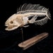 Snakehead Fish Skeletonreal Fish Head Skullfish - Etsy