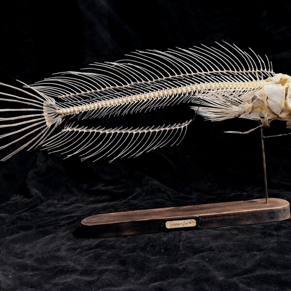 Fish Skeleton - Etsy