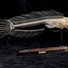 Snakehead Fish Skeleton,real Fish Head Skull,fish Skeleton,museum ...