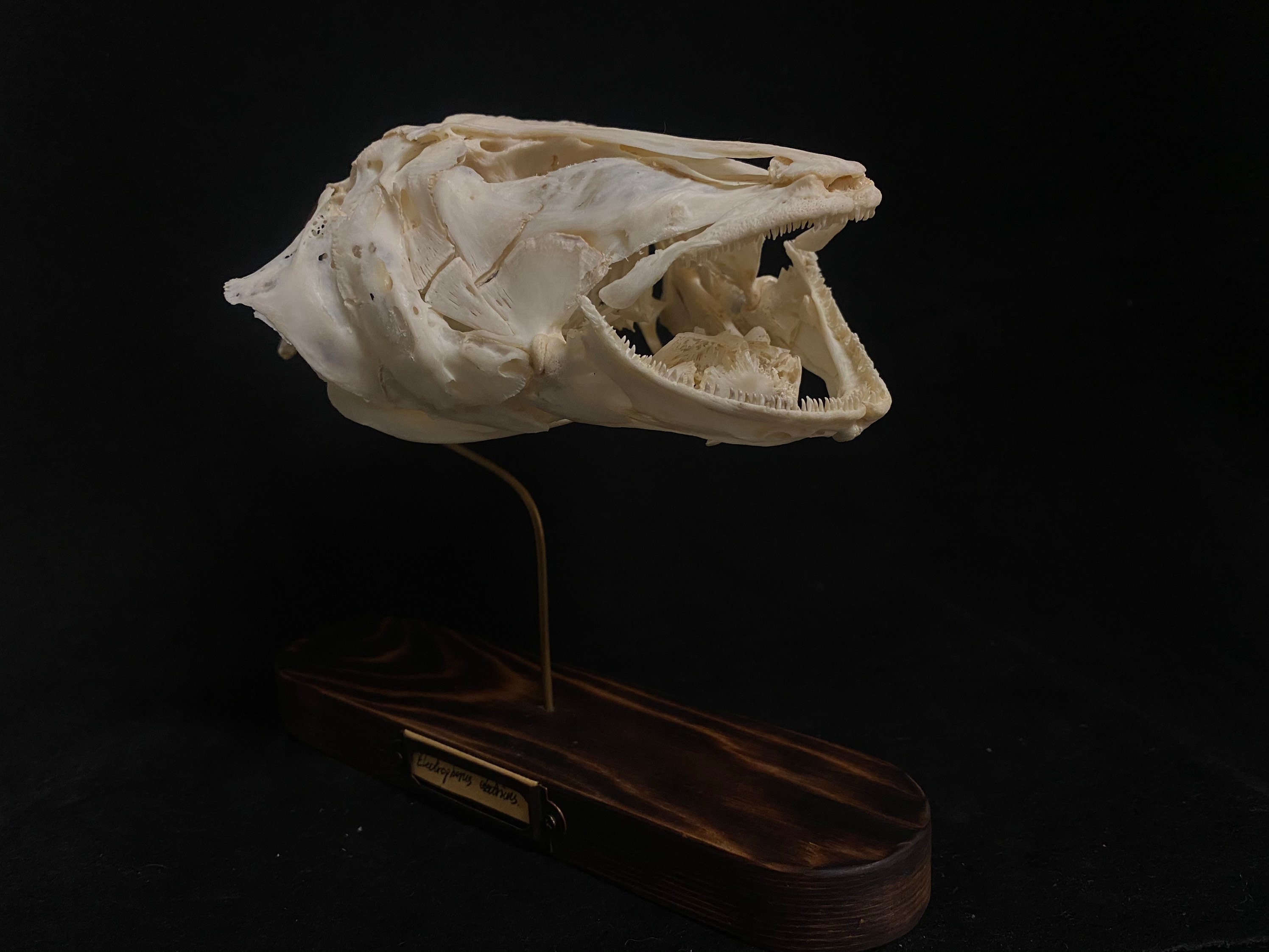 Electric Eel Fish Taxidermyreal Fish Head Collection,retro Style Stand ...