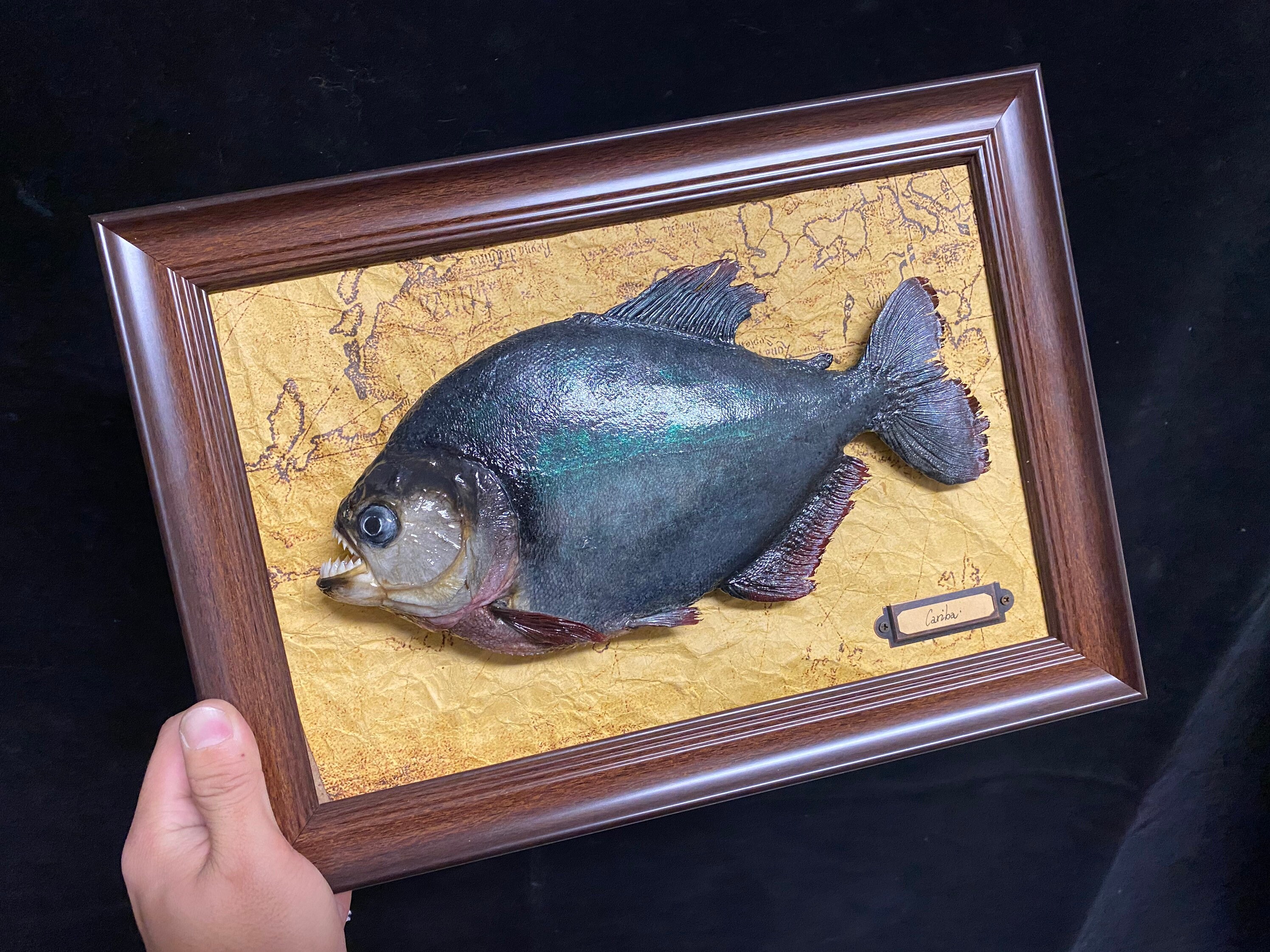 Skin Mount Piranha Taxidermy，real Fish Head Collection,retro Style ...