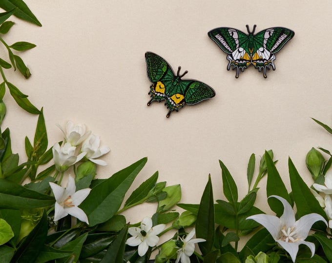 Real Rare Kaiser-i-hind Swallowtail Butterfly Framed Taxidermy ...