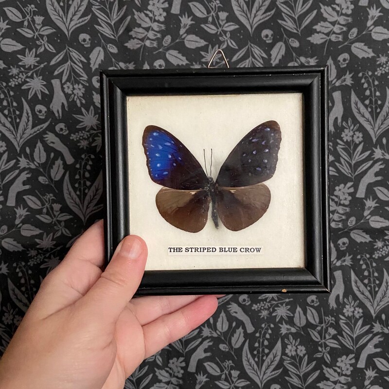 Insect Wall Hanging - Etsy