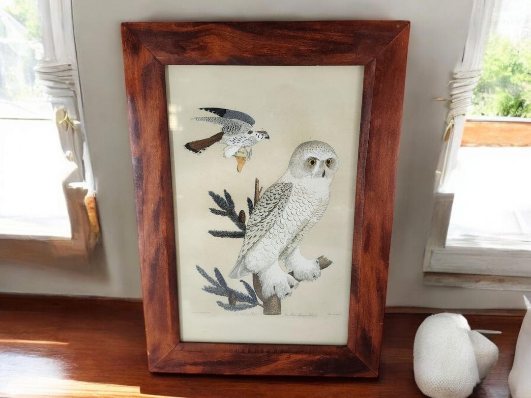 Snow Owl Male Sparrow Hawk Vintage Framed Reproduction Print, Wall Art ...