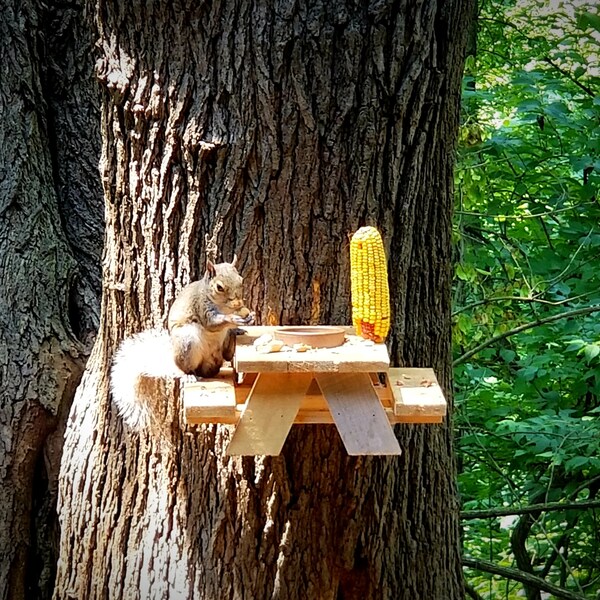 Squirrel Picnic Table - Etsy