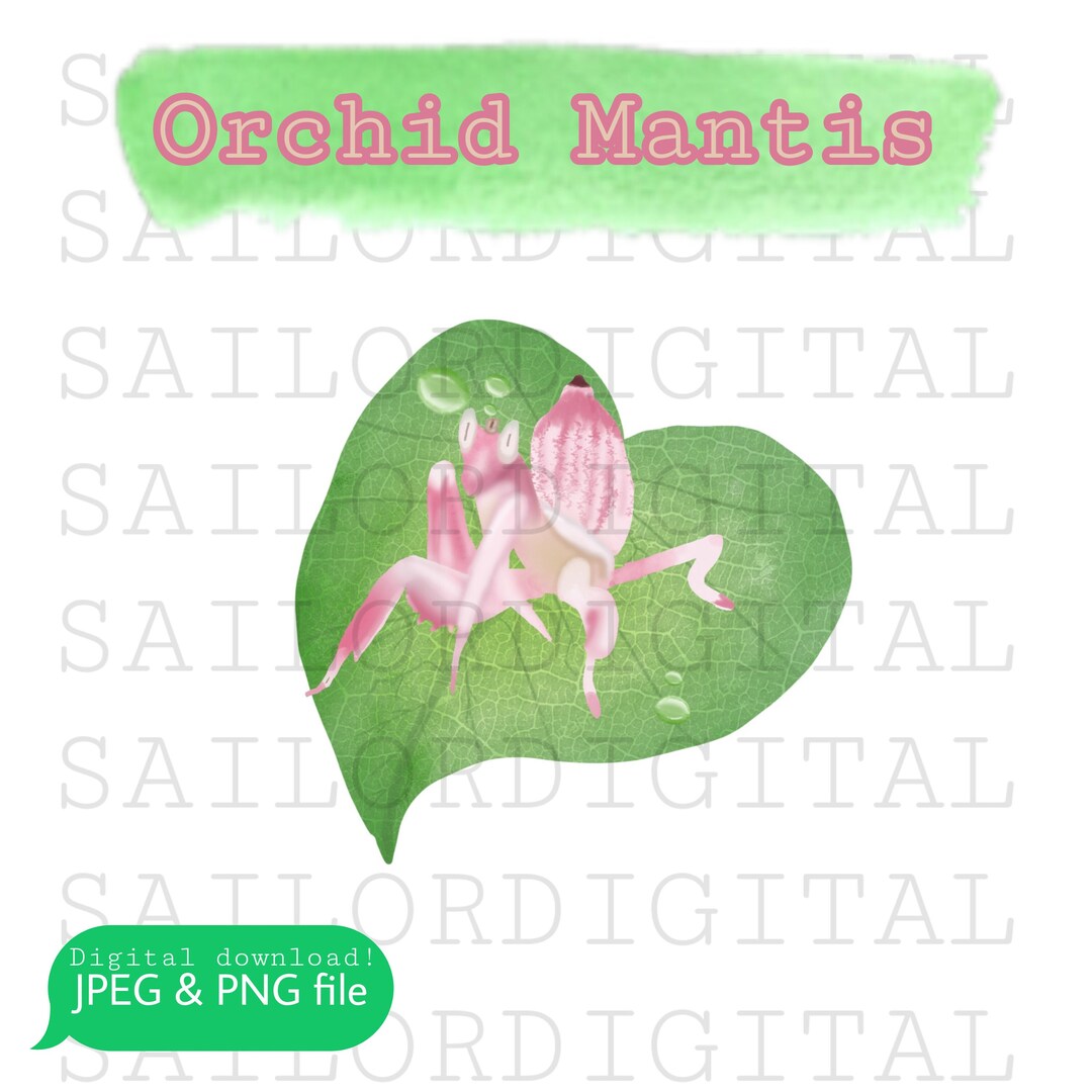 Water Color Orchid Mantis cherry Blossom Digital File - Etsy