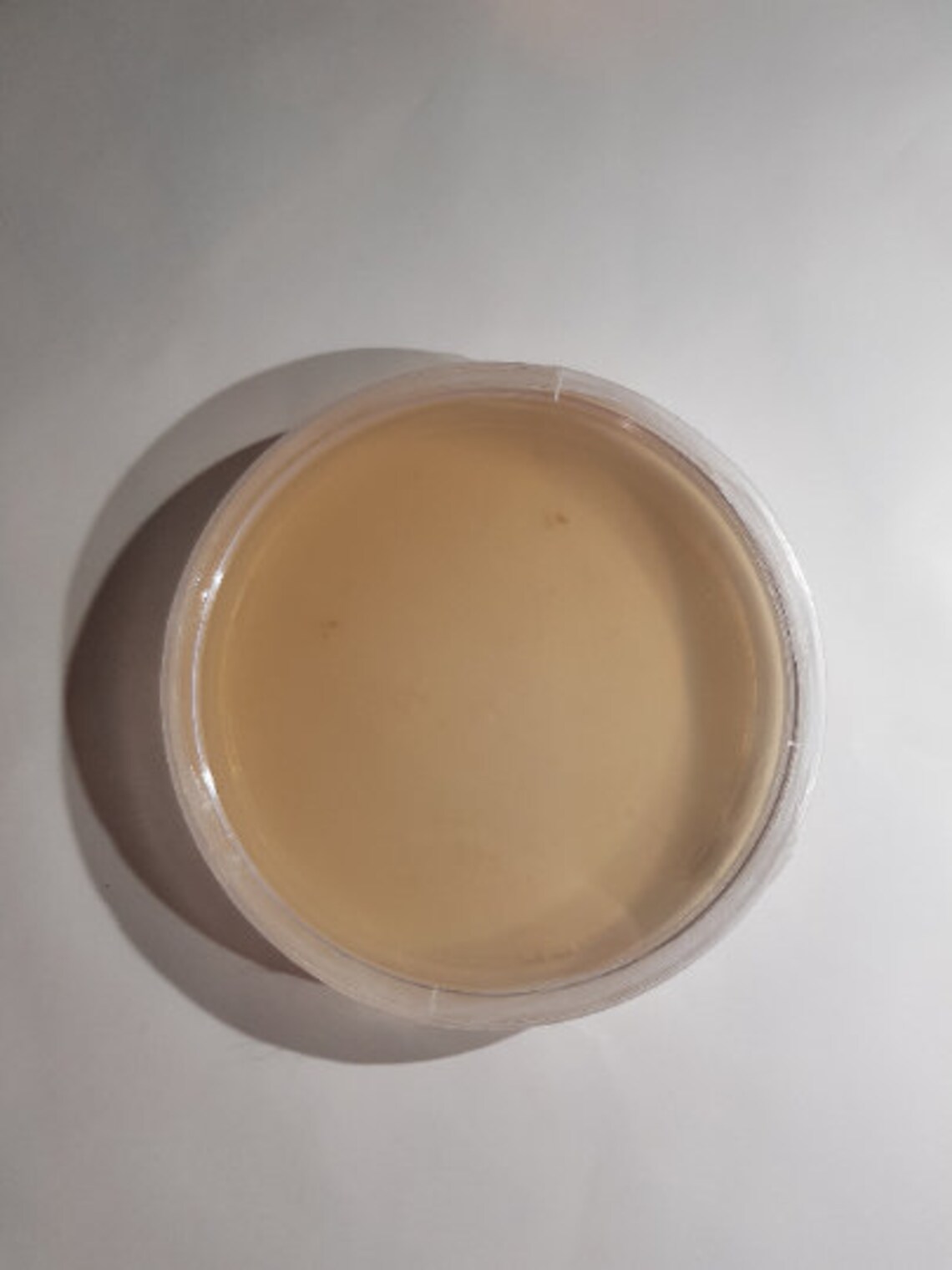 10 PDA Potato Dextrose Agar petri dishes / Plates | Etsy