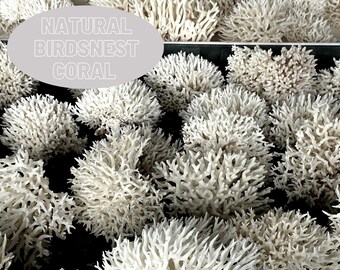 Bird Nest Display | Etsy