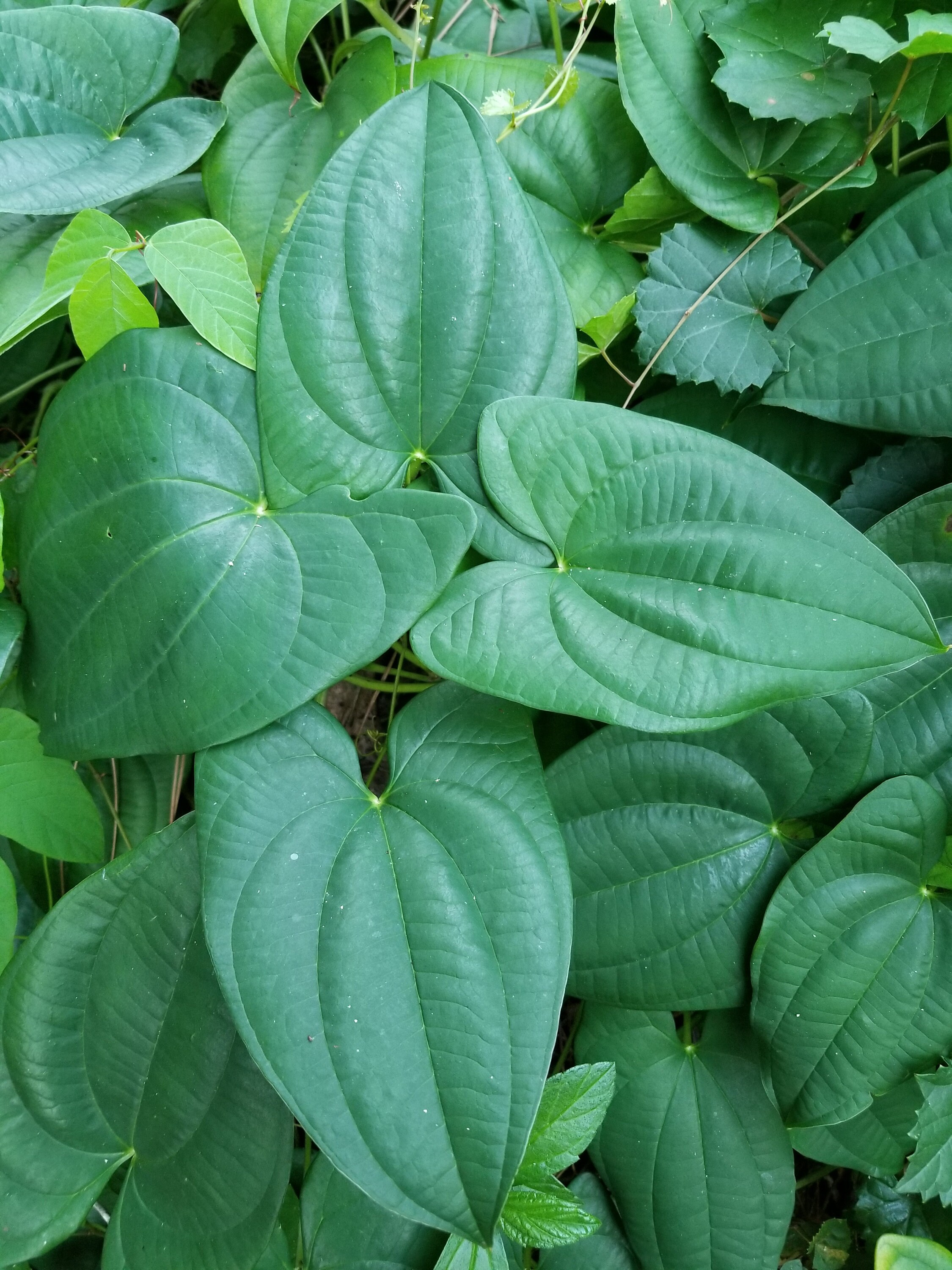 7 Dioscorea alata white winged edible yam bulbils | Etsy