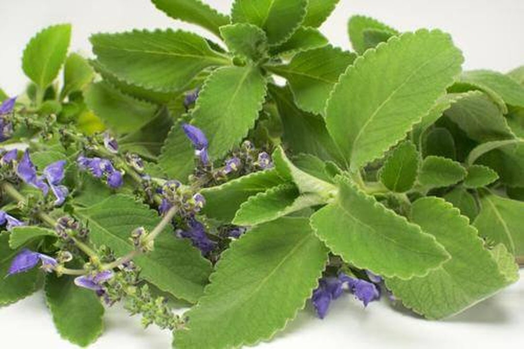 1 Boldo Plant - Rooted Cutting With Soil - Etsy