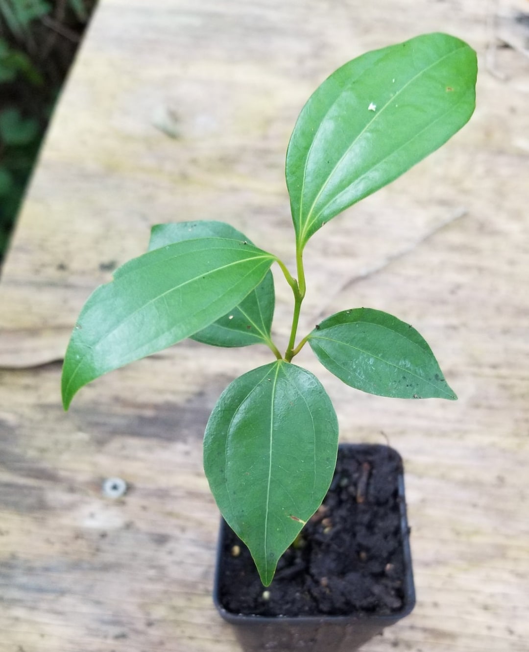 1 Ceylon Cinnamon Tree Seedling (4-5 in Tall and Larger) - Organic ...