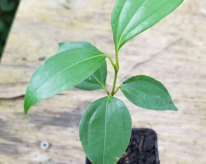 CEYLON CINNAMON Cinnamomum Zeylanicum Starter PLANT Potted Tree Spice ...