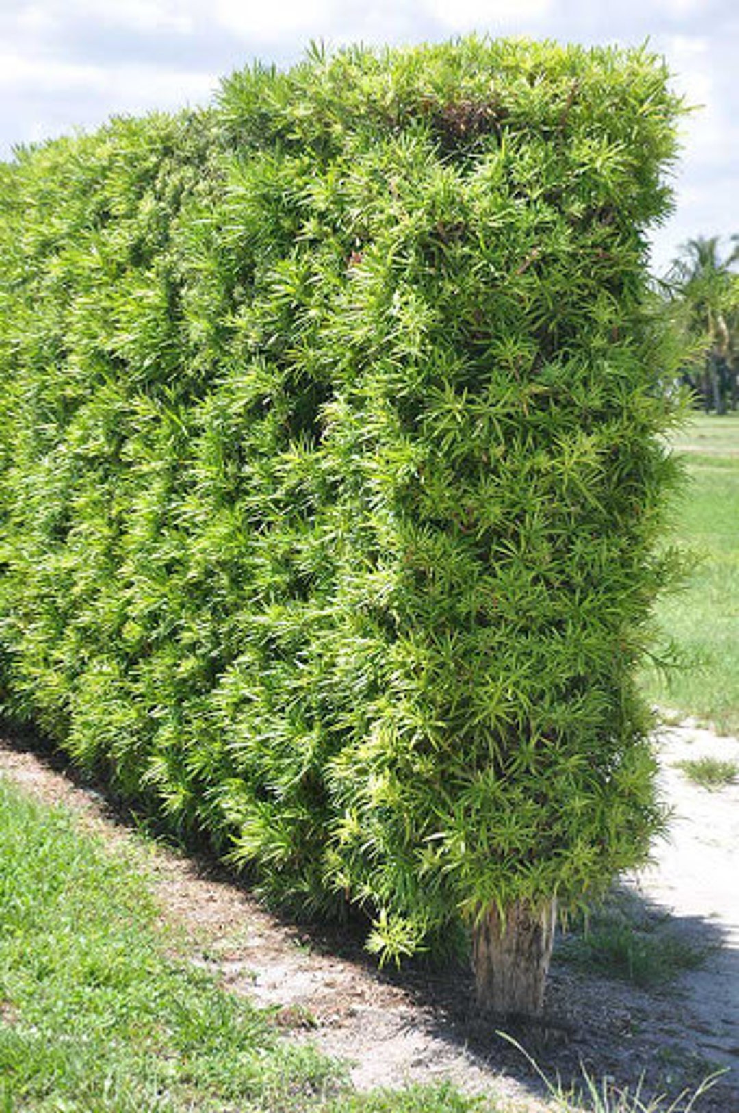 Podocarpus
