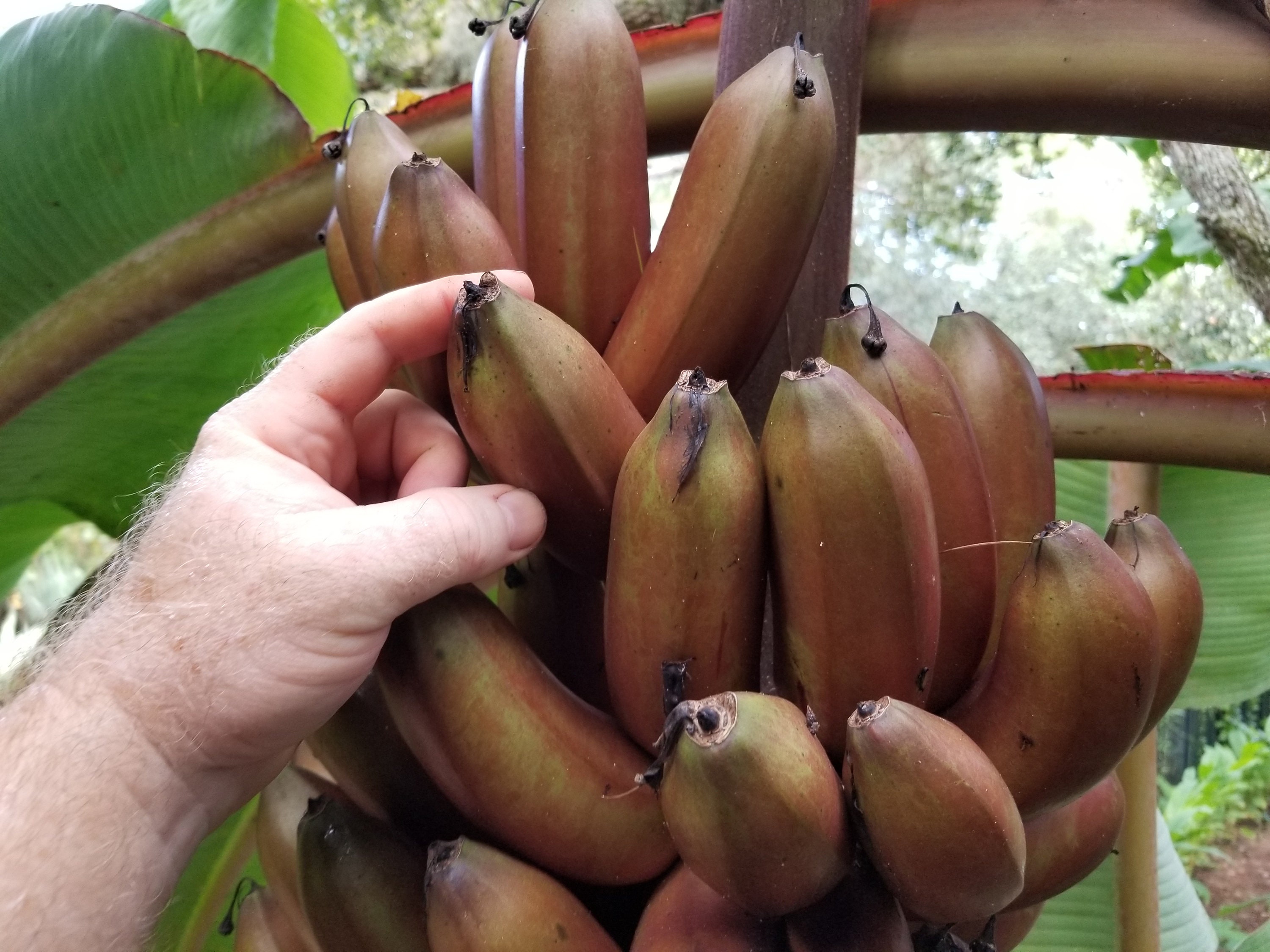 Red Dacca Bananas