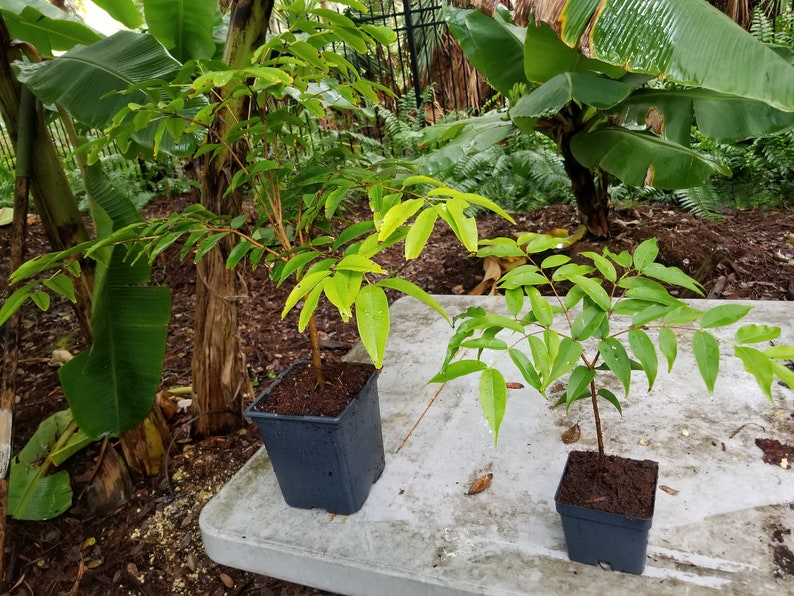 Blue Jaboticaba Seedling - Myrciaria Vexator - Fake Jaboticaba or Blue ...