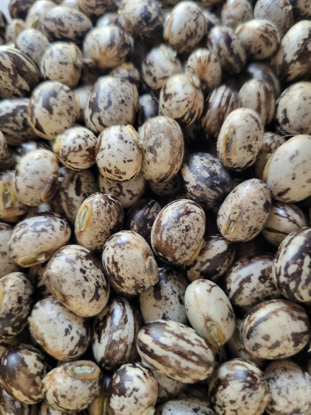 1 Lb. Velvet Beans no Itch Mucuna Pruriens ORGANIC U.S. Seeds for ...