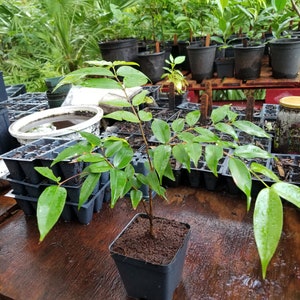 Blue Jaboticaba Seedling - Myrciaria Vexator - Fake Jaboticaba or Blue ...