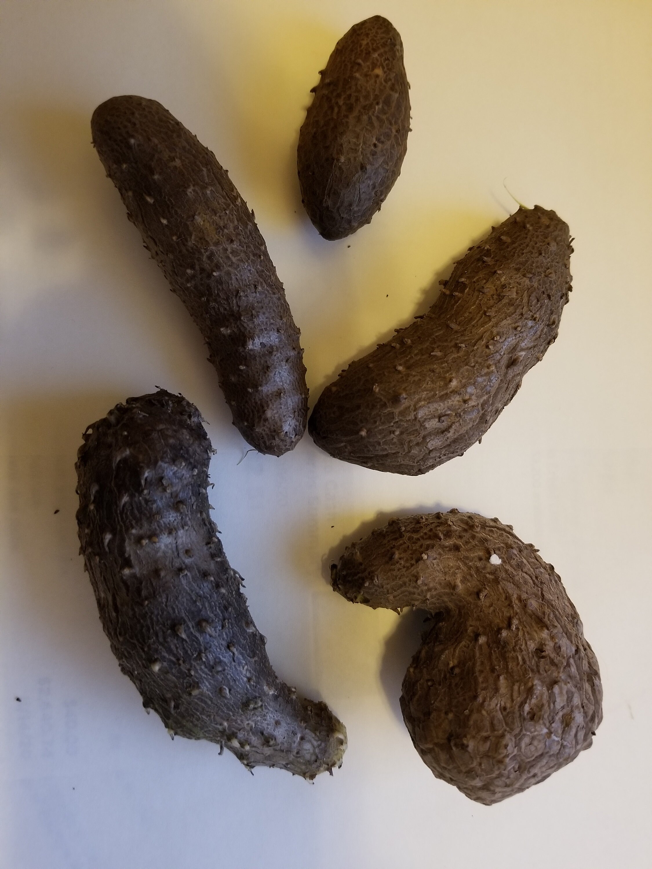 7 Dioscorea alata white winged edible yam bulbils | Etsy