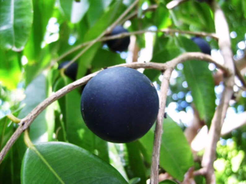 Blue Jaboticaba Seedling Myrciaria Vexator Fake Jaboticaba - Etsy