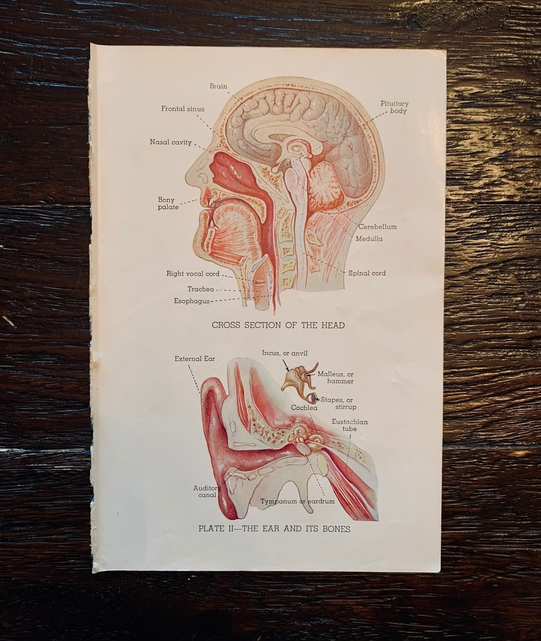 Vintage Medical Plate - Etsy