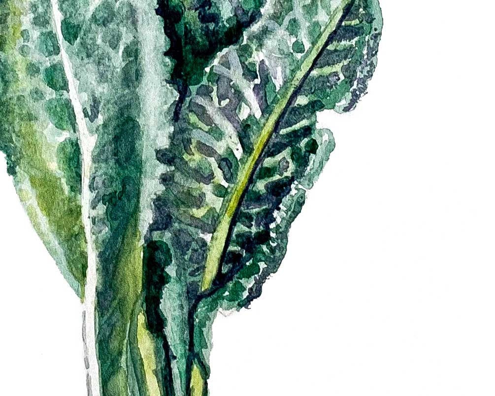 Kale Art Print botanical painting Kale watercolor | Etsy