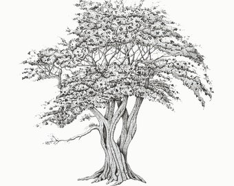 A4 Art Prints Hawthorn Tree Native Trees of Ireland Irish Trees Nature ...