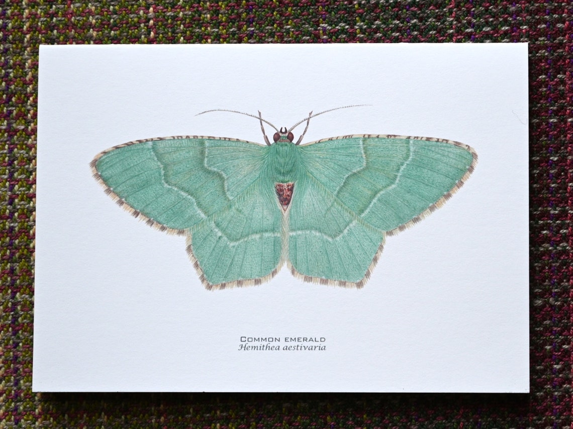 Magical Moths A6 Greeting Cards 4 Pack - Etsy