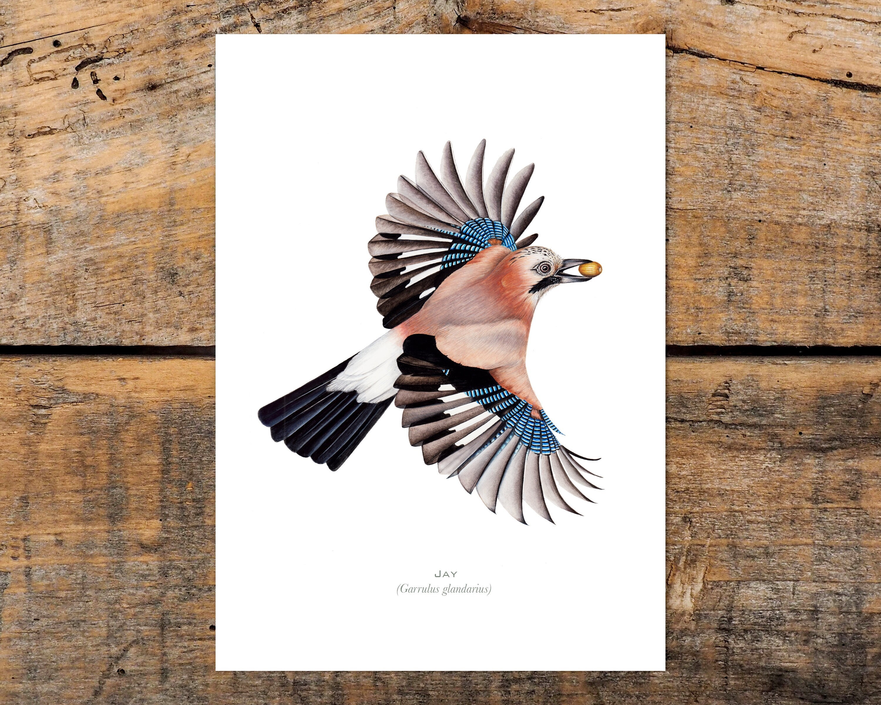 Jay With Acorn A4 Print - Etsy