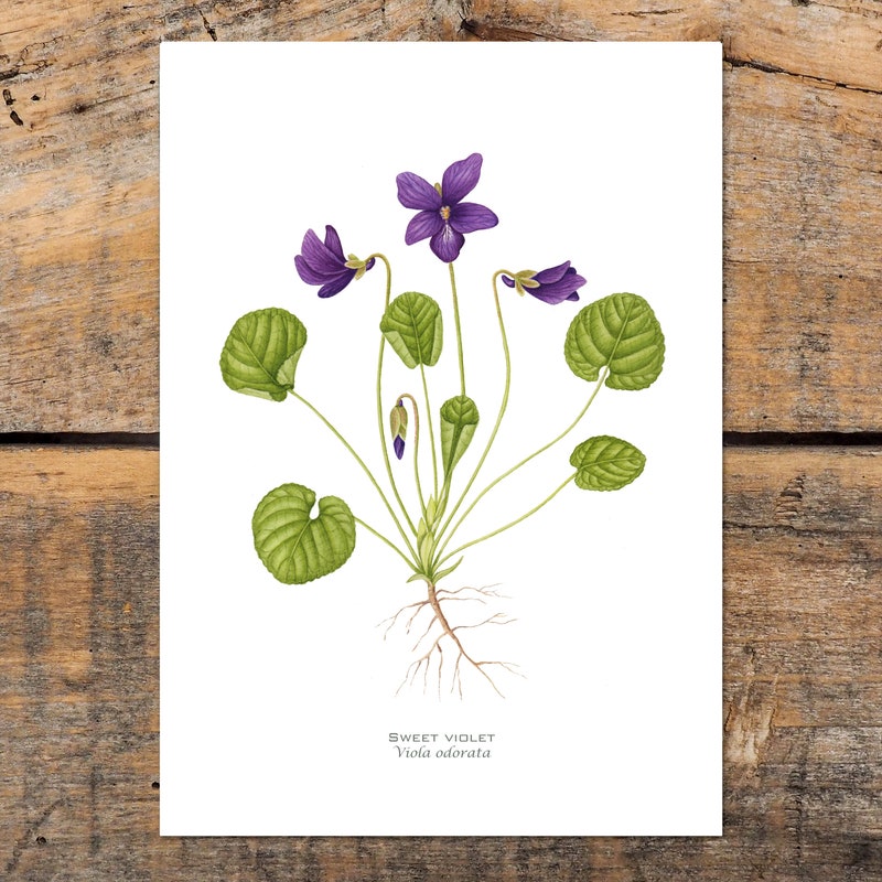 Sweet Violets - Etsy
