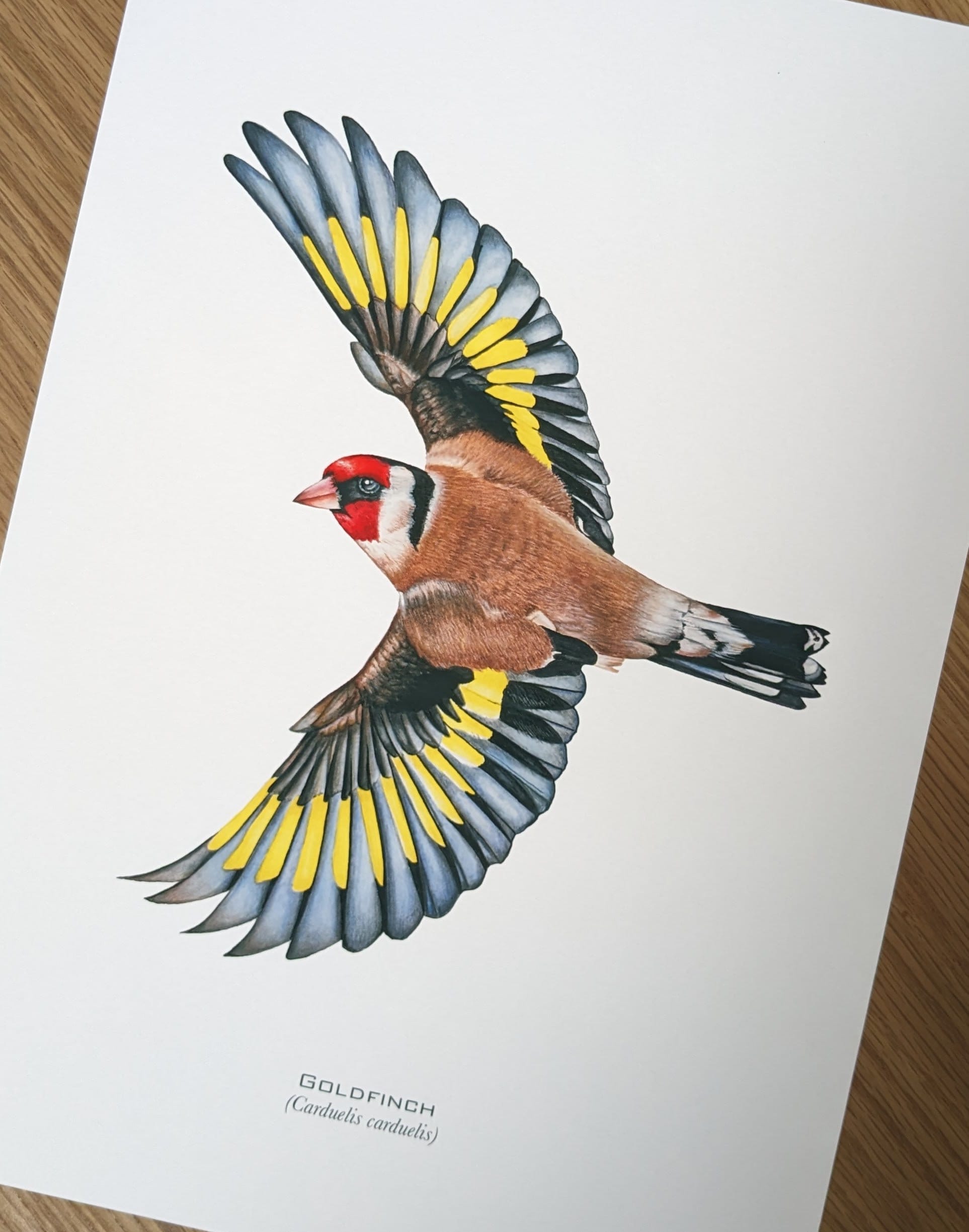 Goldfinch in Flight A4 Print - Etsy