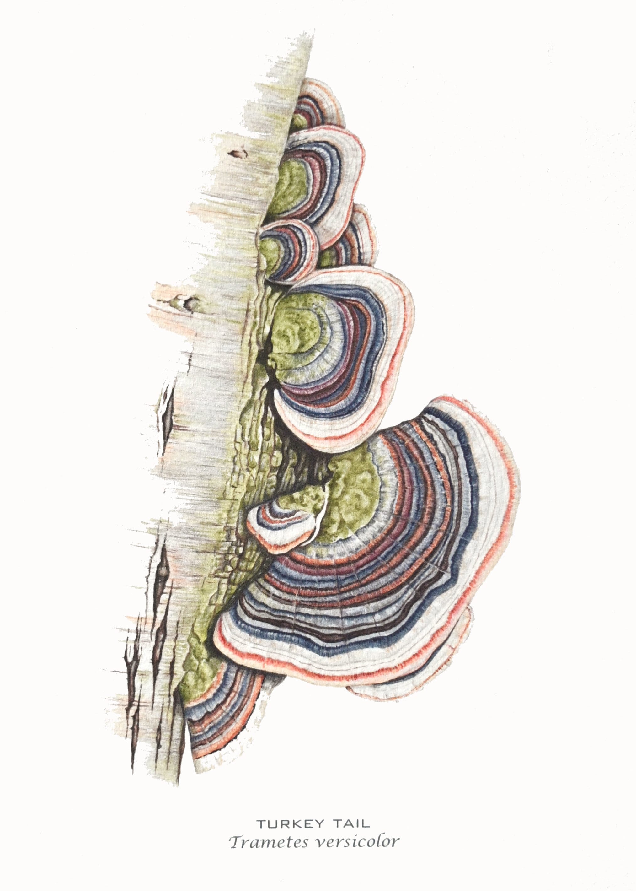 Turkey Tail A5 Print - Etsy