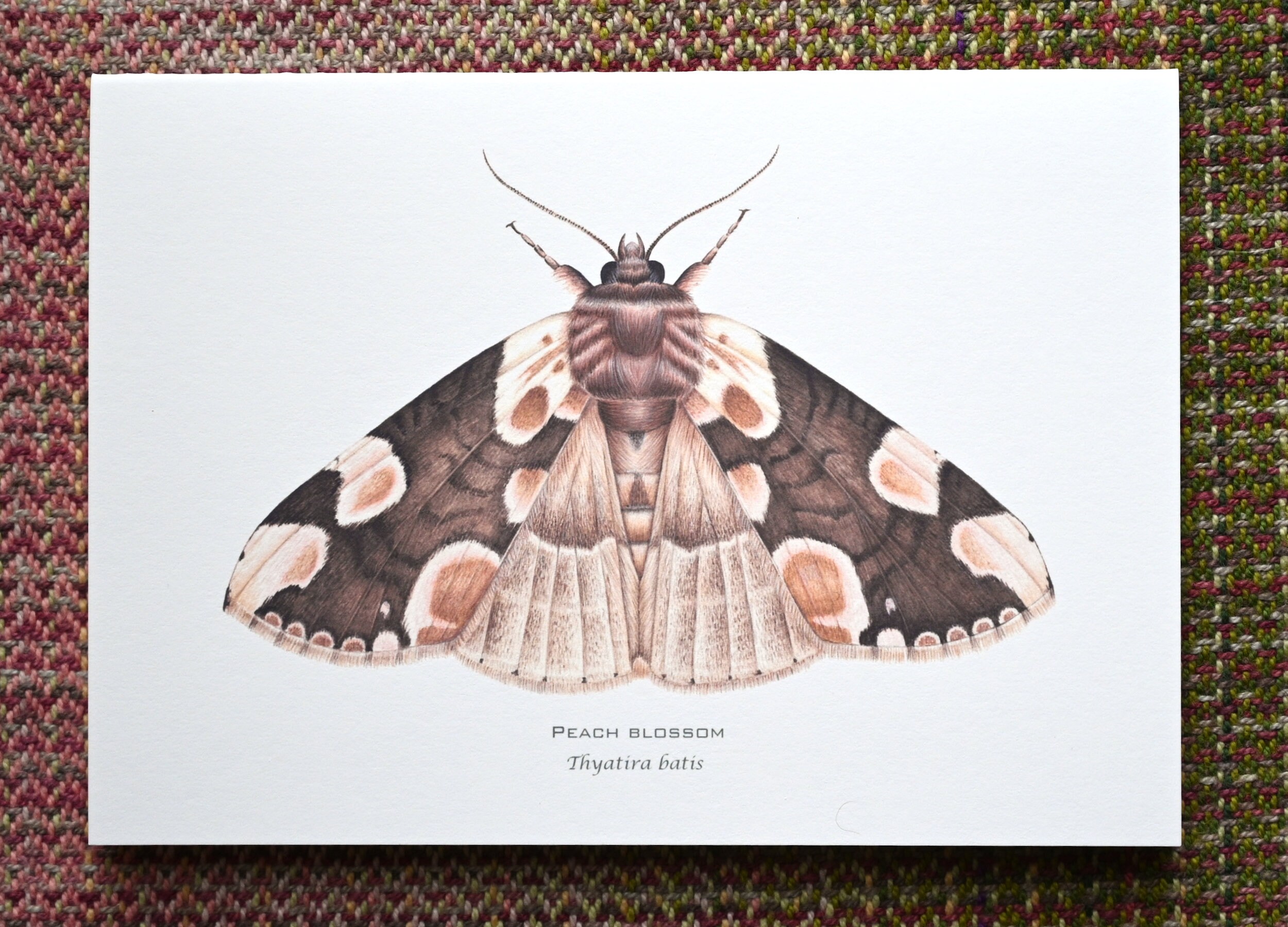Magical Moths A6 Greeting Cards 4 Pack - Etsy